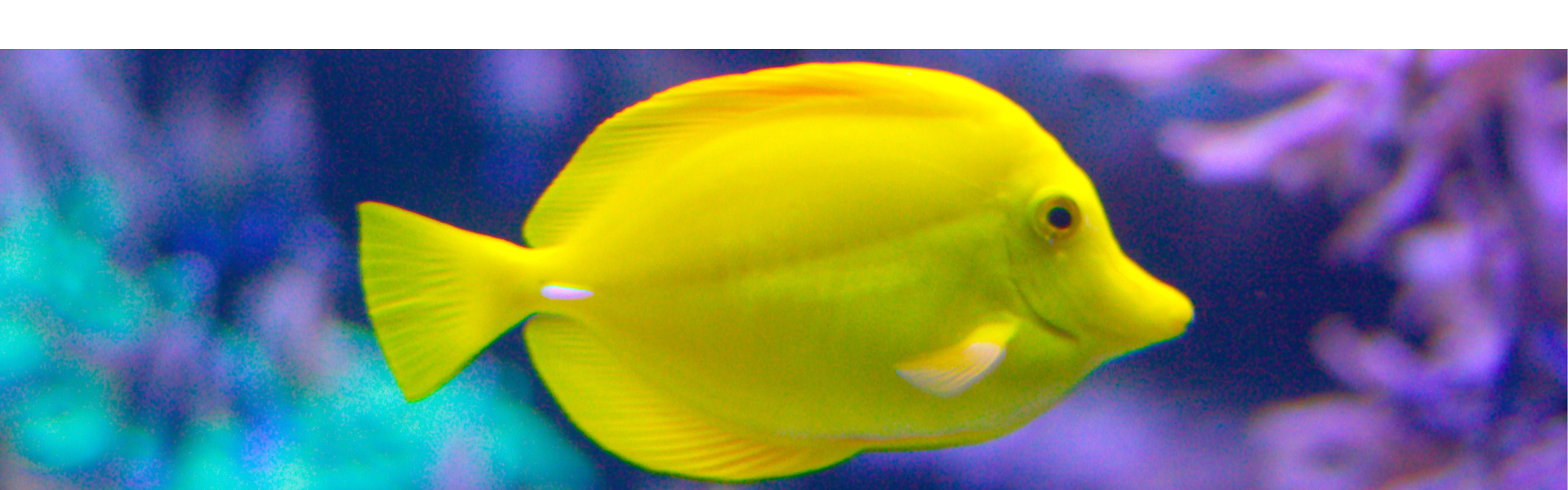 Fish Aquarium Salt Mixes – Pet Treasures®